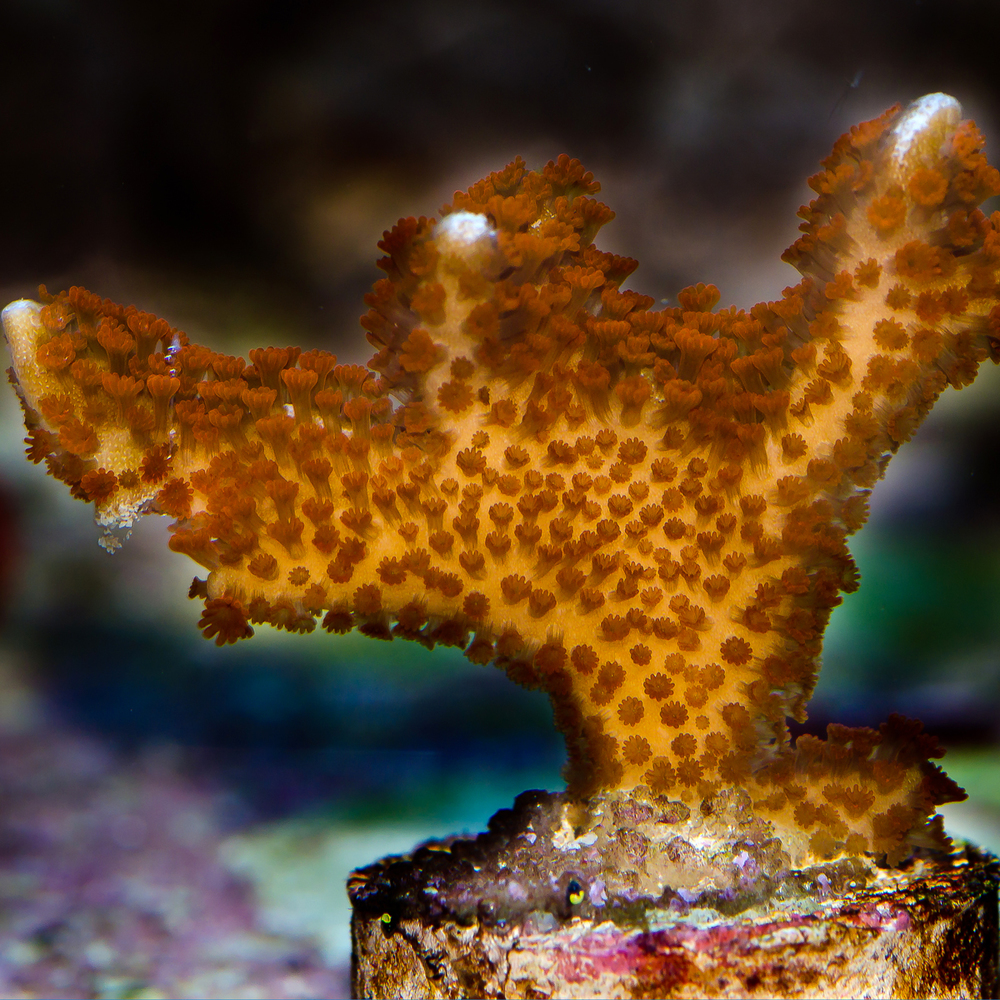 Monti Digitata Orange 1"-2"