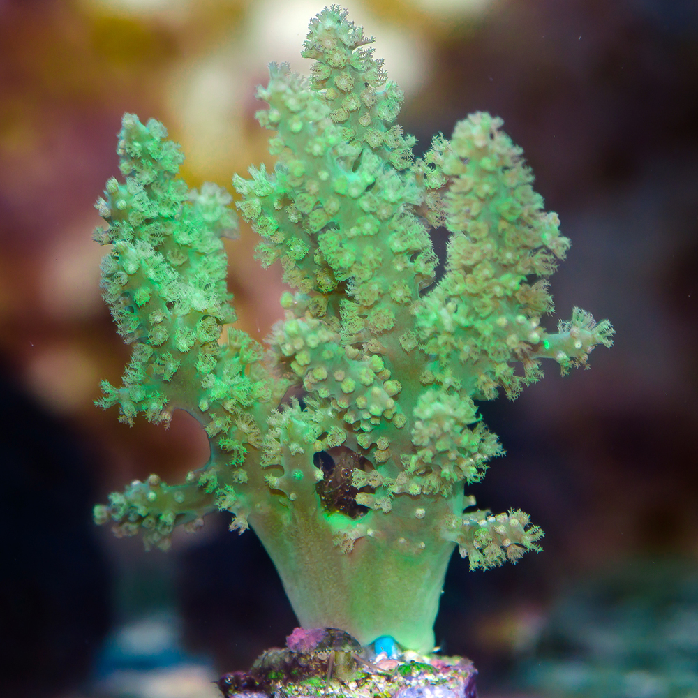 Green Nepthea 1"-2"