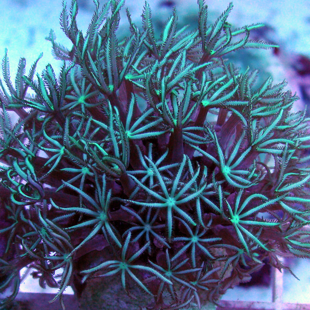 Green Pipe Organ 1"-2"